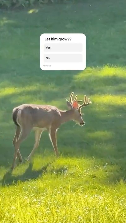 Big ol’ buck deer #trailcam - YouTube