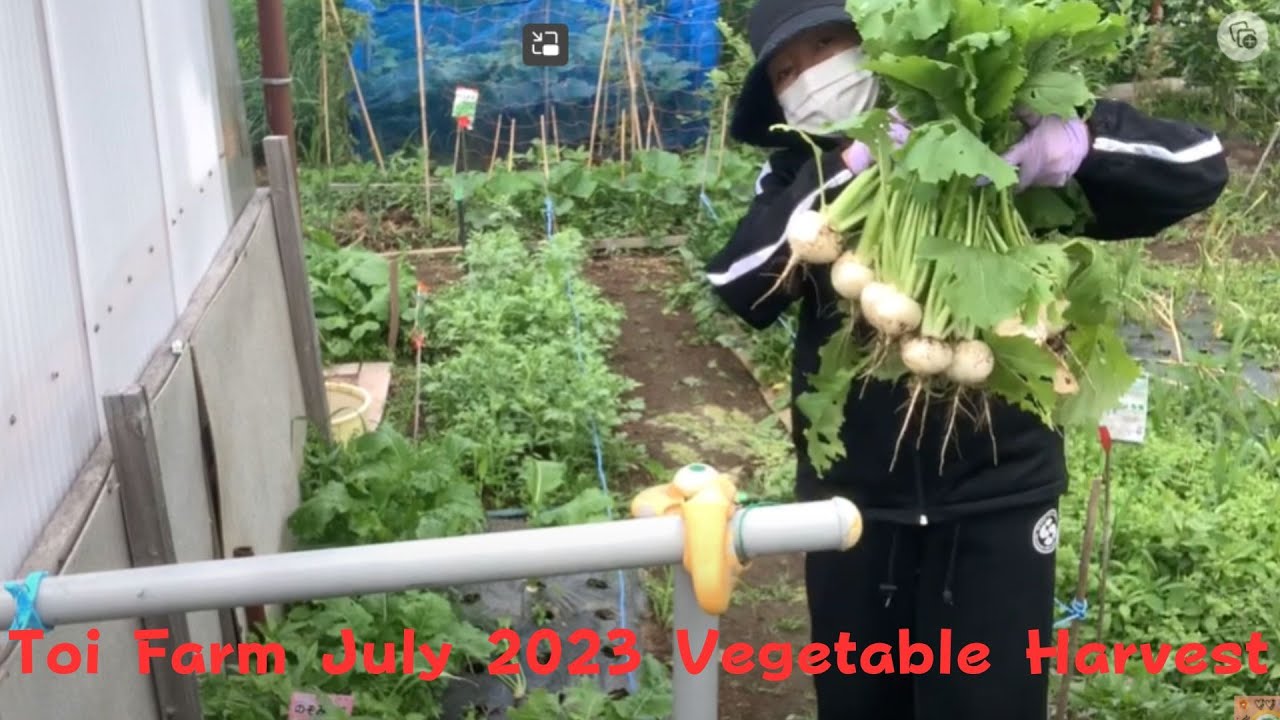 Toi Farm July 2023 Vegetable Harvest Part 1.#Organic - YouTube