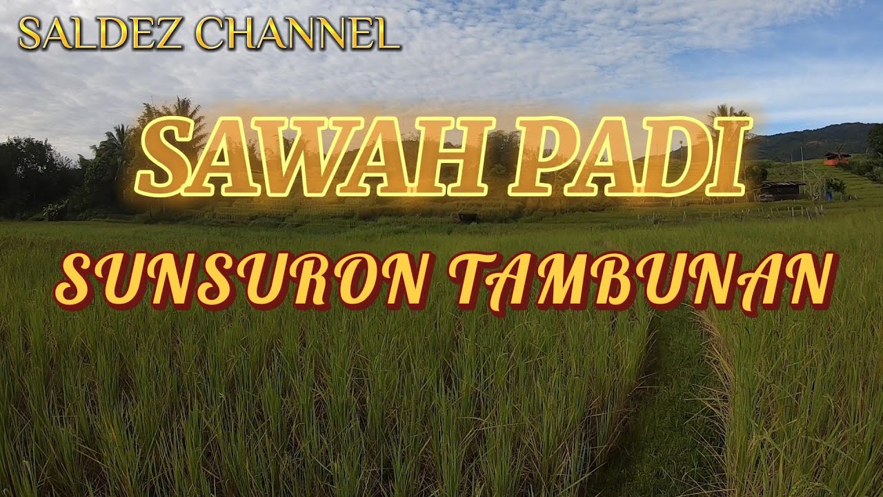 Jom CANTIK!! Sunggu Indah Pemandangan Sawah PADI Sunsuron Tambunan # ...