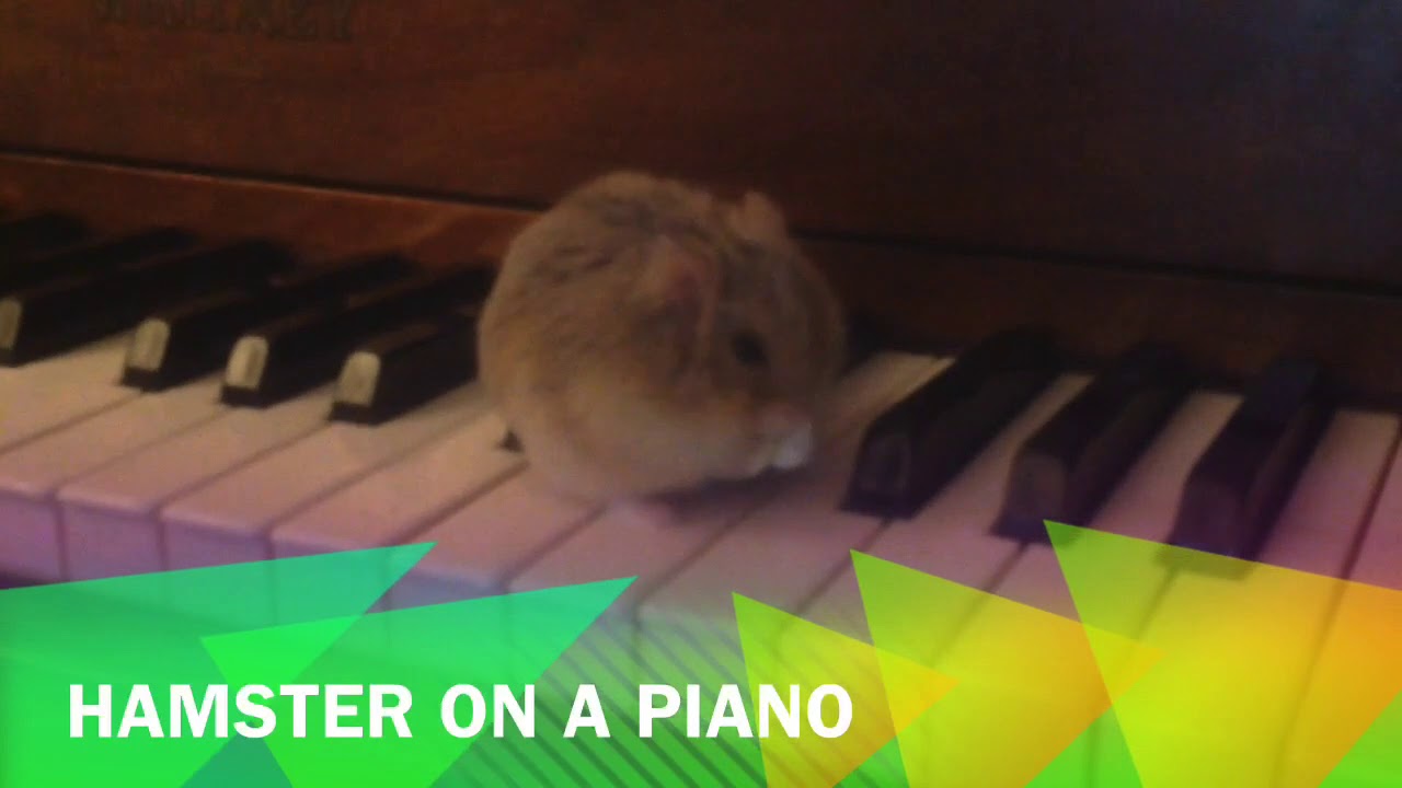 Hamster on a piano - YouTube
