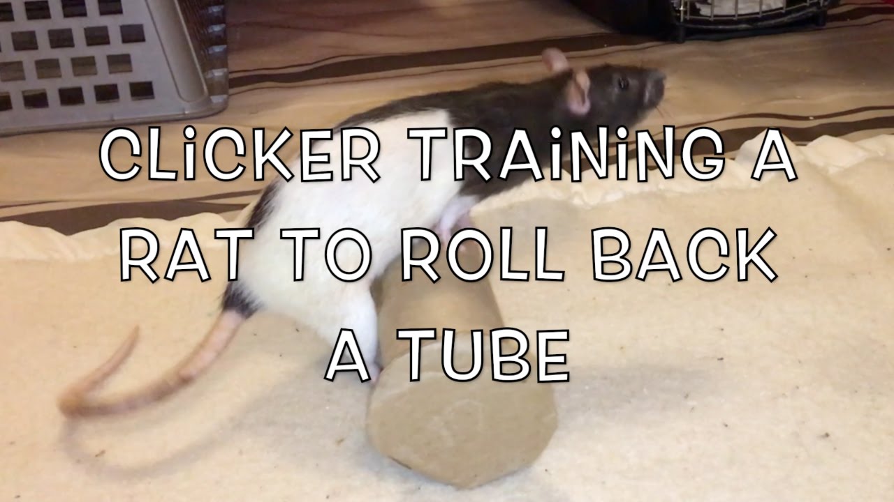 Clicker-Training: Shaping a Rat to Roll Back a Tube - YouTube