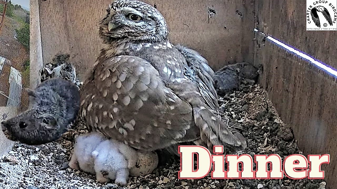 Fatherly Love in Little Owls: A Male's Efforts to Feed His Family - YouTube