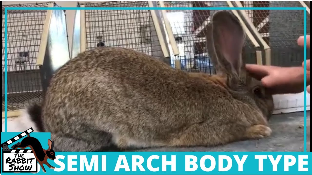 Semi Arch Body shape - YouTube