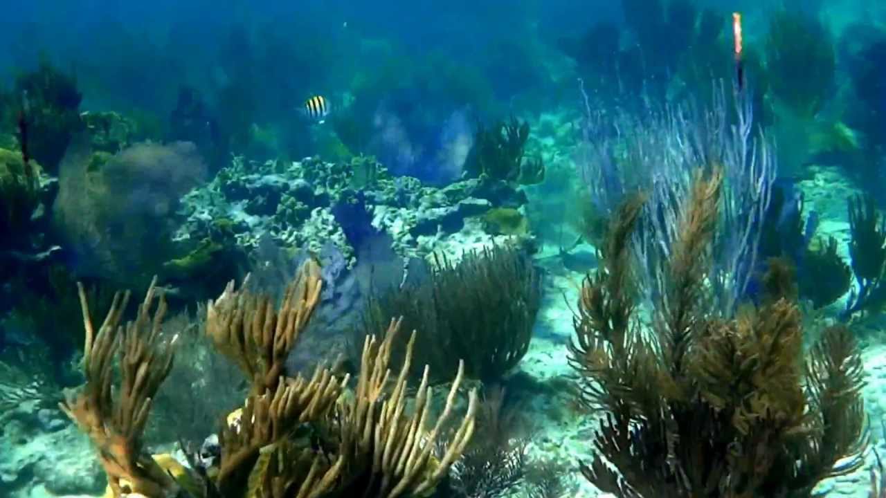 Cayo Coco coral reef - Sony TX10 - YouTube
