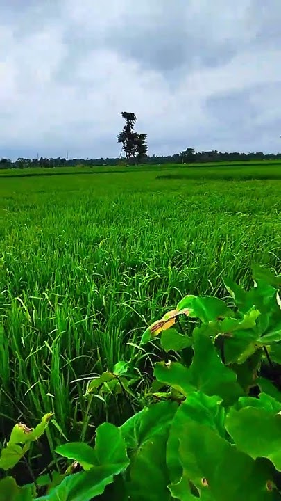 dhan ke khet #shots - YouTube