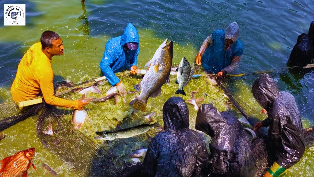 Fish hunting video || Amazing fish catching video 2023 *new video ...