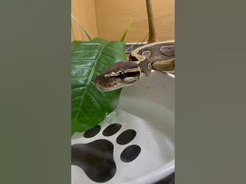 Have You Ever Seen A Python Drinking Water? 😁 - YouTube