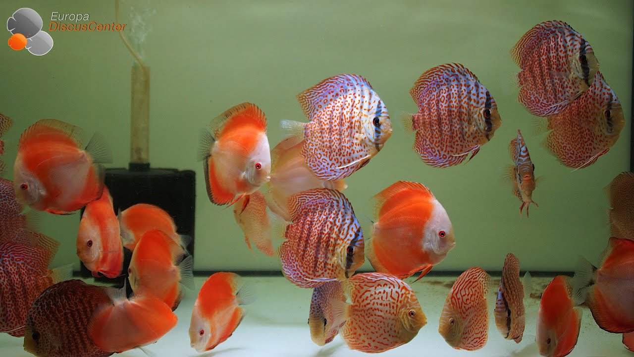 Red Melon Discus and Ring Leopard Discus - YouTube