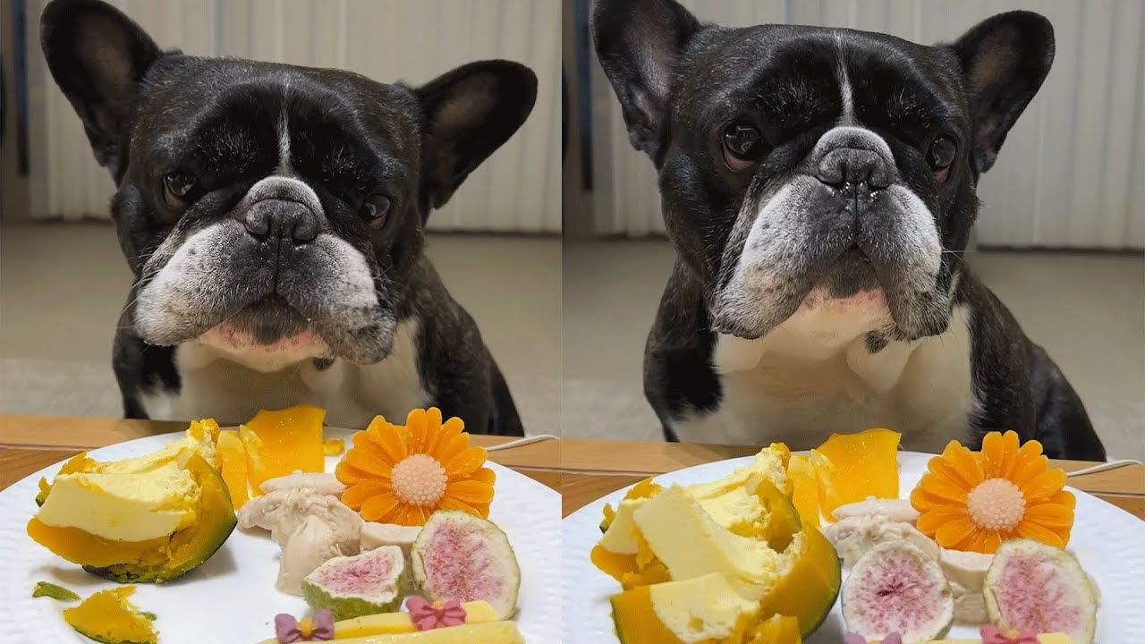 dog mukbang asmr dog eats food funny video - YouTube