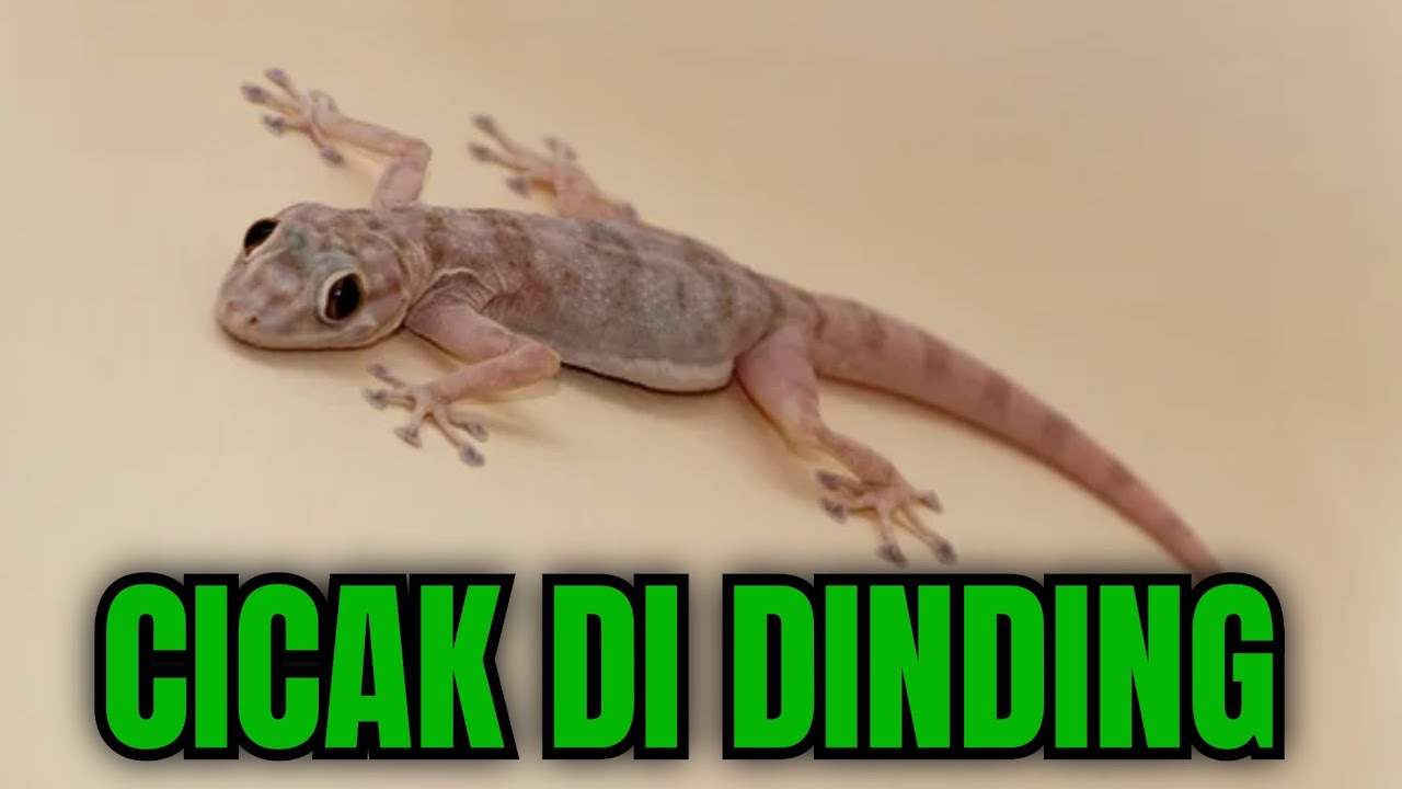 Cicak - Cicak di Dinding 🦎|| Lagu Anak Indonesia || Lagu Anak Populer ...
