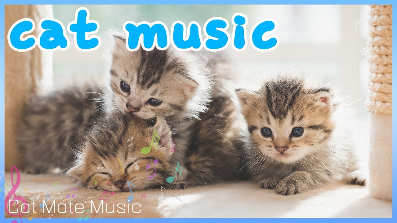Comfortable music for a cat left alone at home, music for cats to calm ...