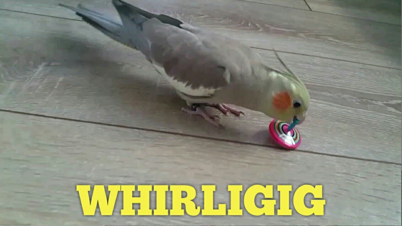 Cockatiel PLAYING With TOYS 🎉 Cockatiel vs WHIRLIGIG - YouTube