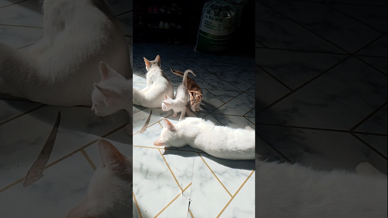 Ming ming ming😻 - YouTube