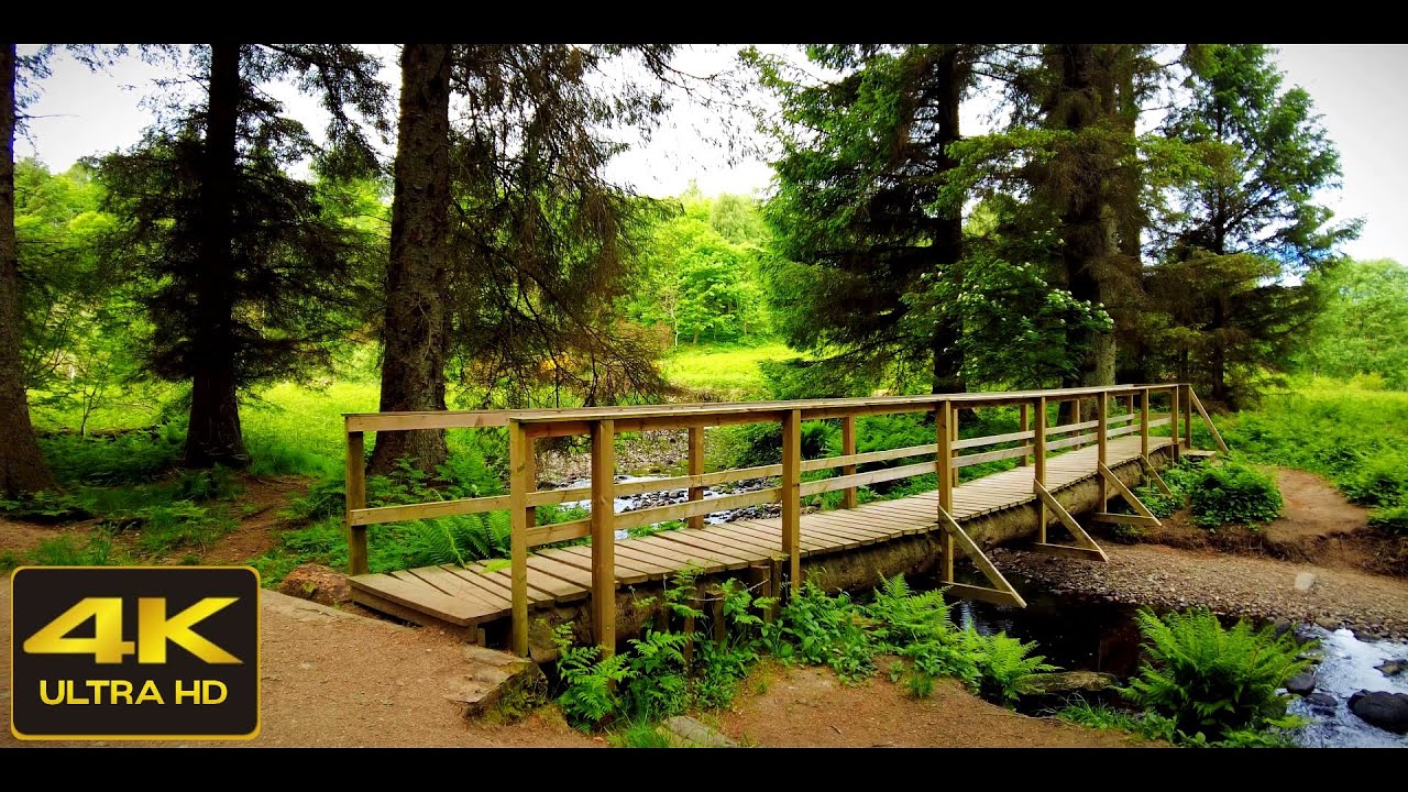 4K Walk through Crynoch Burn, Maryculter Woods | Nature Sounds ASMR ...