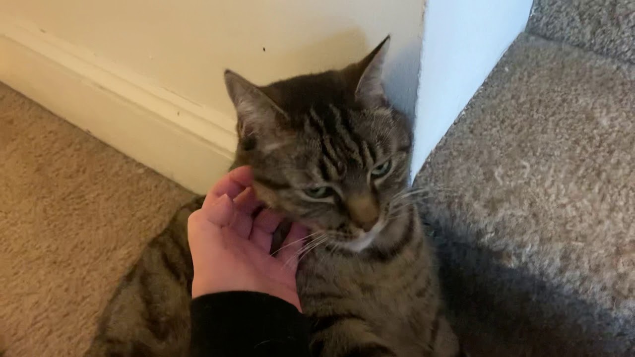 Tobias the tubby tabby enjoying pets - YouTube