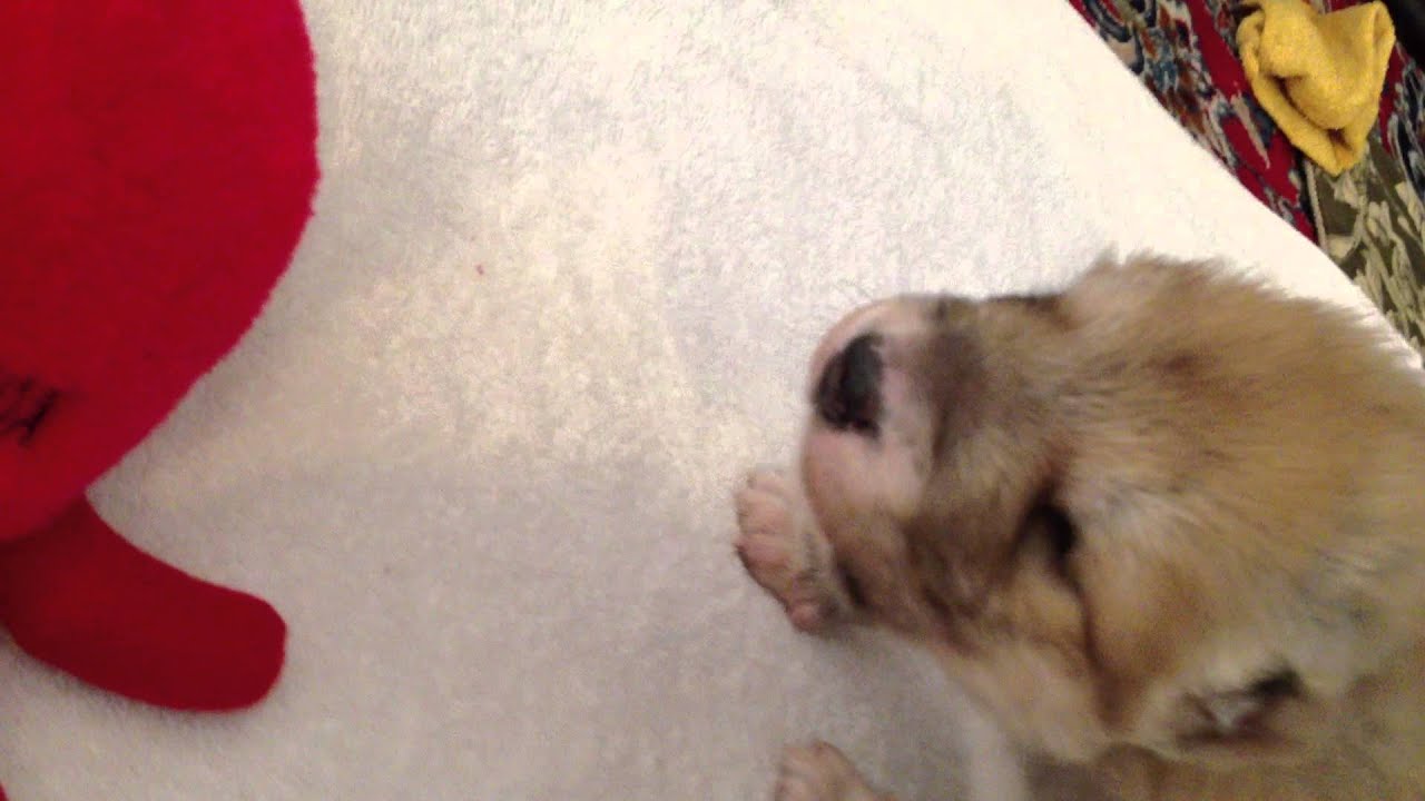 Singing Puppy - YouTube