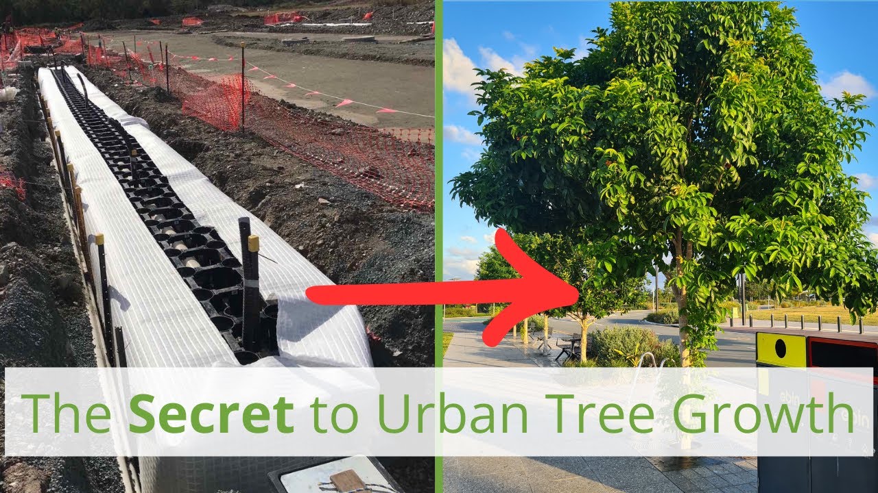 Enhancing Shade and Tree Canopy at the University of Sunshine Coast ...