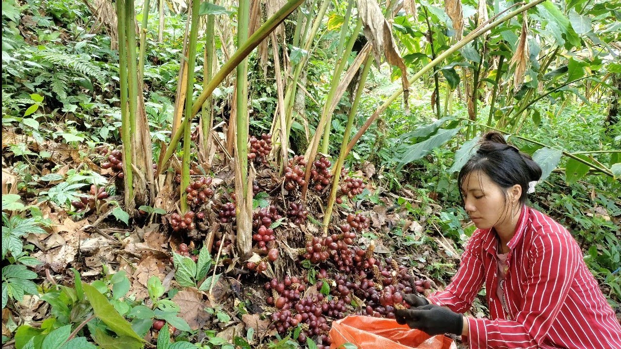 cardamom harvesting process #Trang Daily life - YouTube