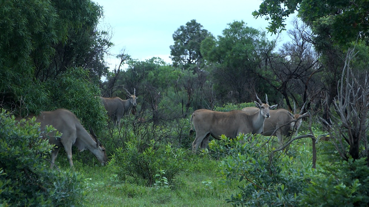 From snails to cheetahs - YouTube