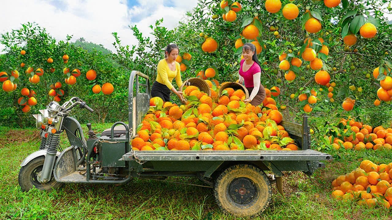 Using 3-Wheeled Vehicle to Harvest 400KG of Oranges – Going to Market ...