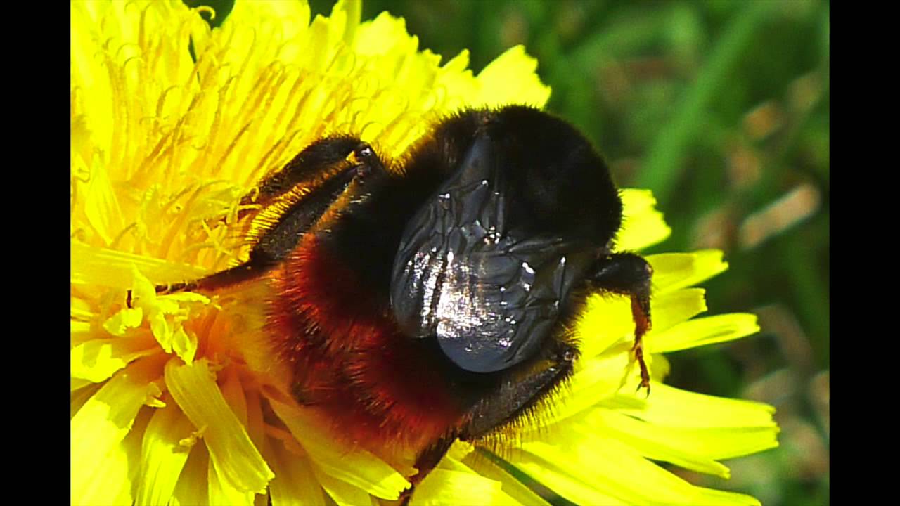 Queen bumblebee spring flowers foraging list - YouTube