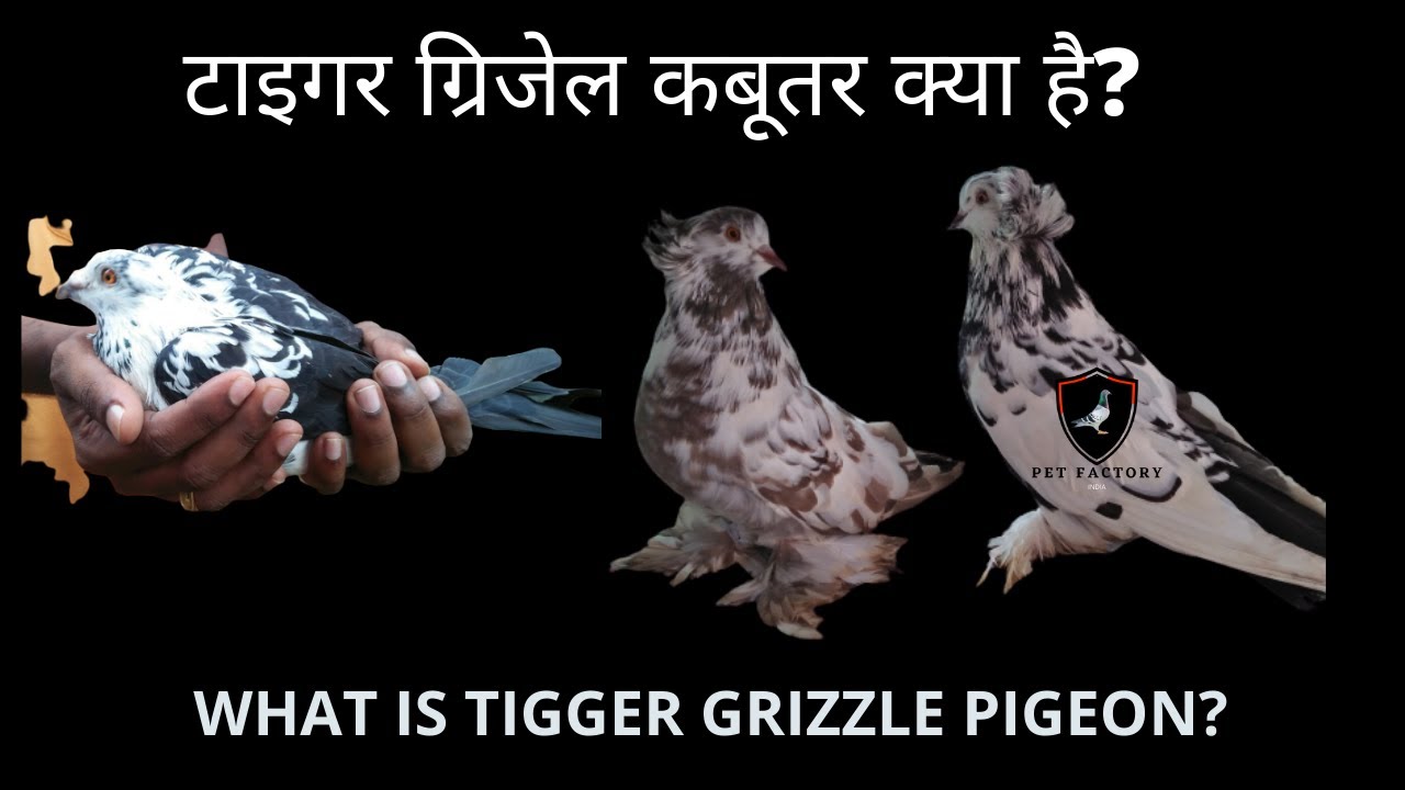 What Is Tiger Grizzle Pigeons/ learn what is Tiger Pigeon - YouTube