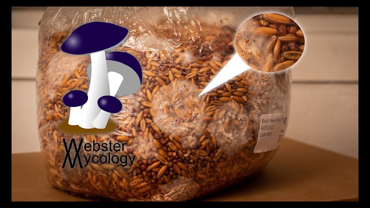 A Mushroom Spawn Timelapse - Webster Mycology - YouTube