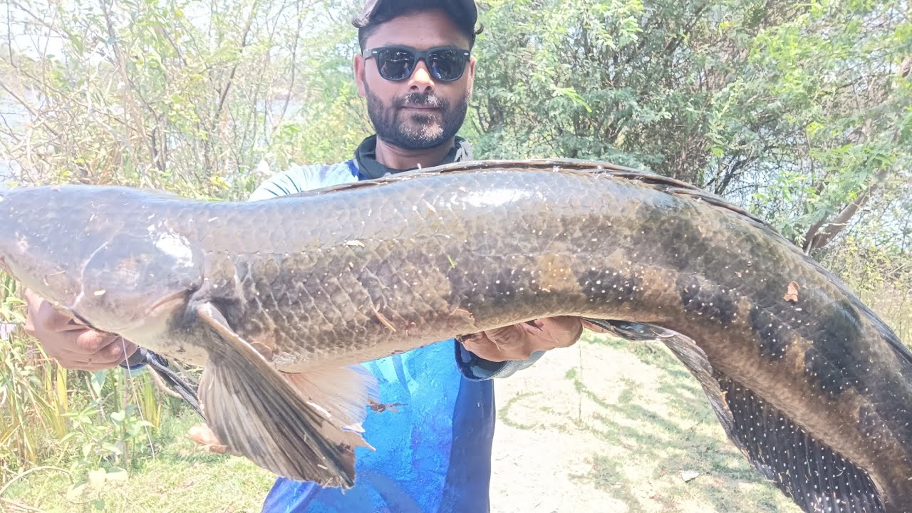 Snakehead fishing/ Maral fish/ Doki fishing - YouTube