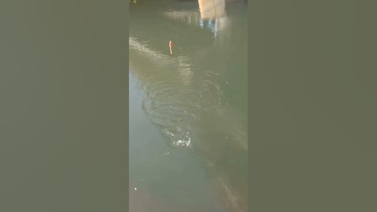 Mancing Wader Pari Di Bawah Jembatan #shorts - YouTube