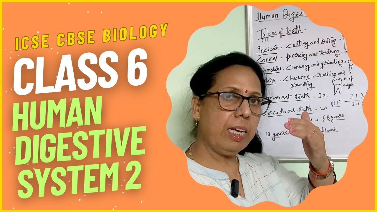 Human Digestive System - PART 2 || Biology || ICSE || CBSE || Class 6 ...