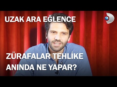 Zürafalar Tehlike Anında Ne Yaparlar? - Uzak Ara Eğlence 3.Bölüm