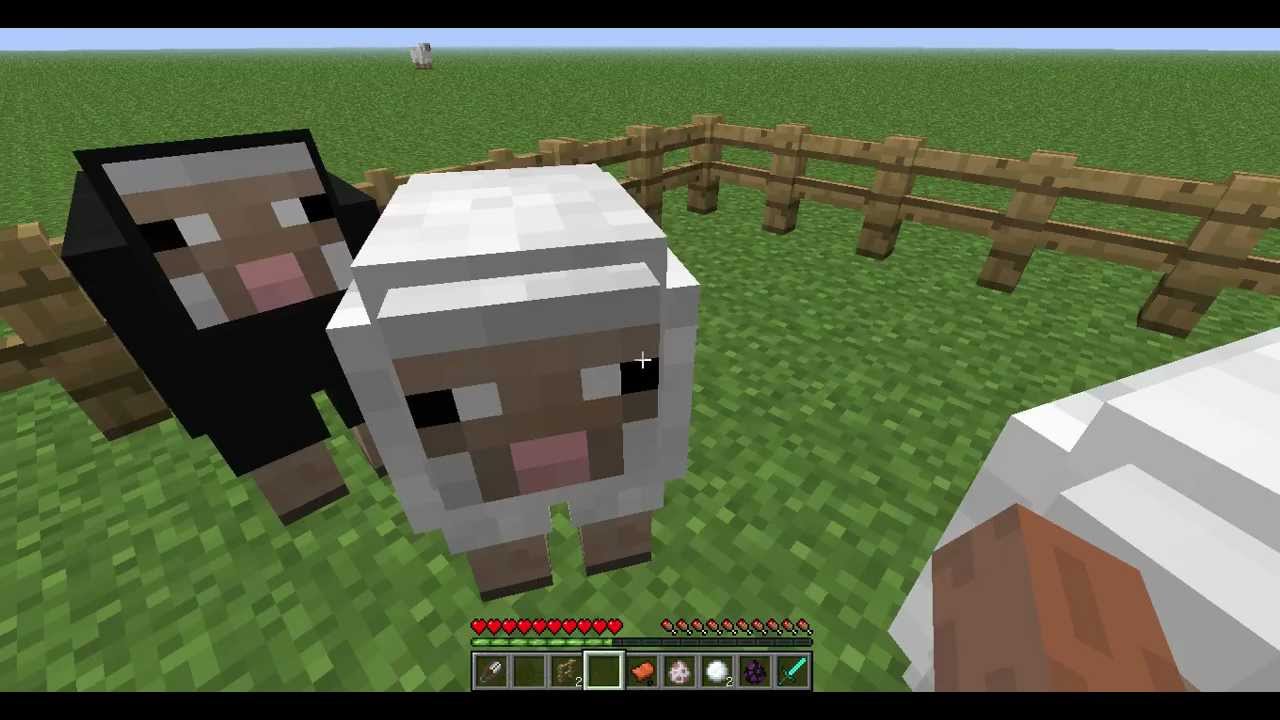 comment reproduire et attirer et tondre des mouton - YouTube