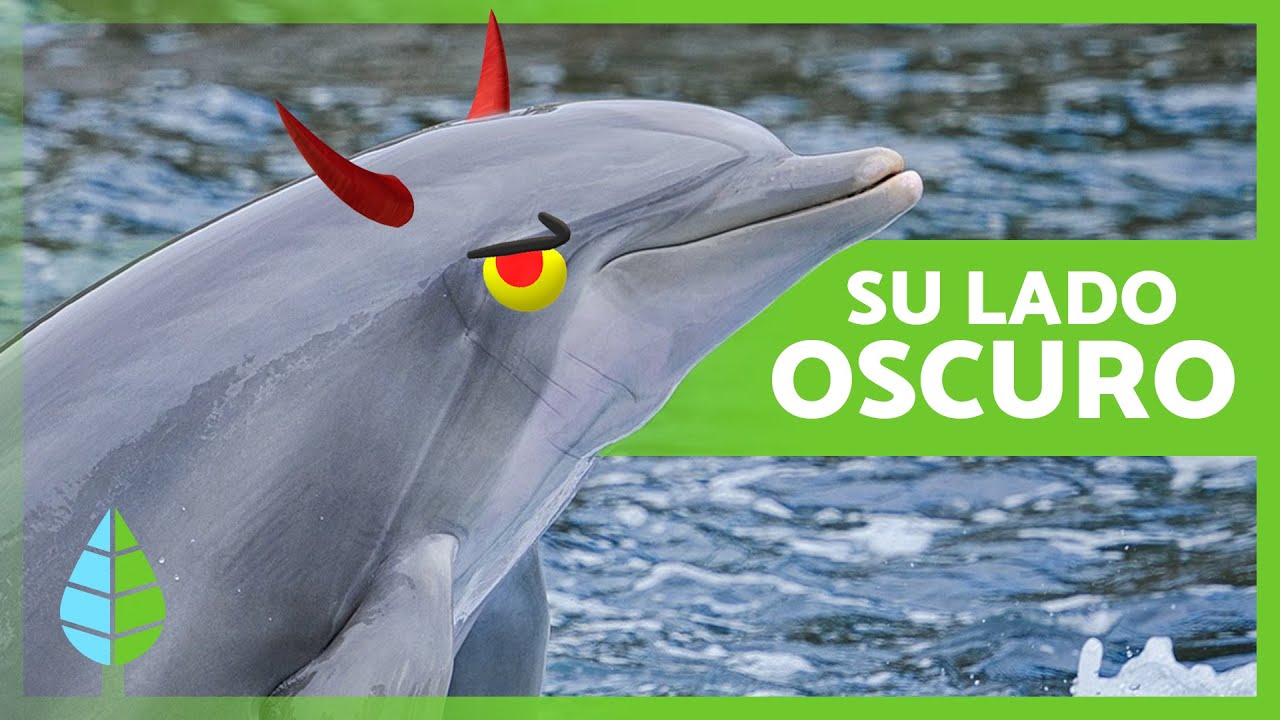 ¿Los DELFINES son PELIGROSOS? 🐬 9 Datos Aterradores que NO Sabías ⚠️ ...