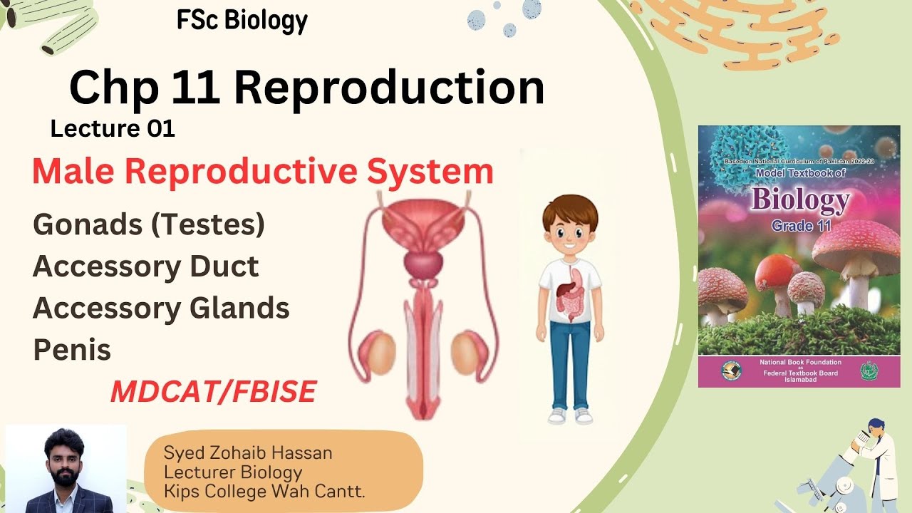 Lecture 01 |Male Reproductive System) |Chap 11: Reproduction | 1st year ...