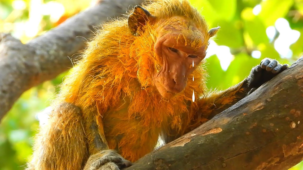 Sadly a Little Monkey is Crying Body Painful - YouTube
