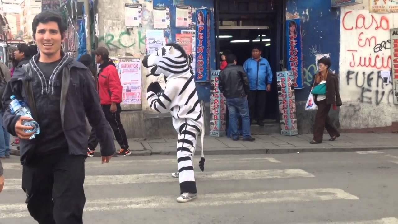 Cebras en el paso de cebra - YouTube