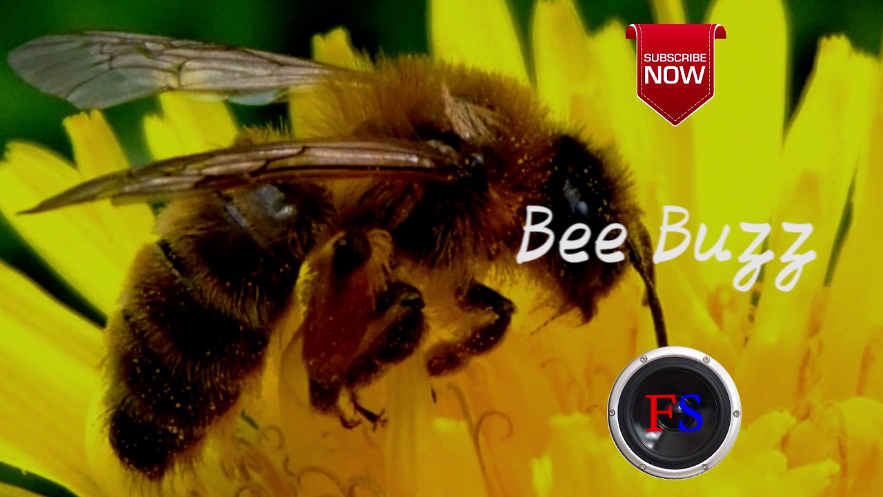 bee buzz Sound Effect - YouTube