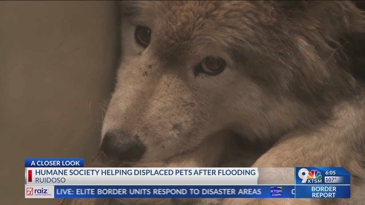 Humane Society helps displaced pets after floods - YouTube