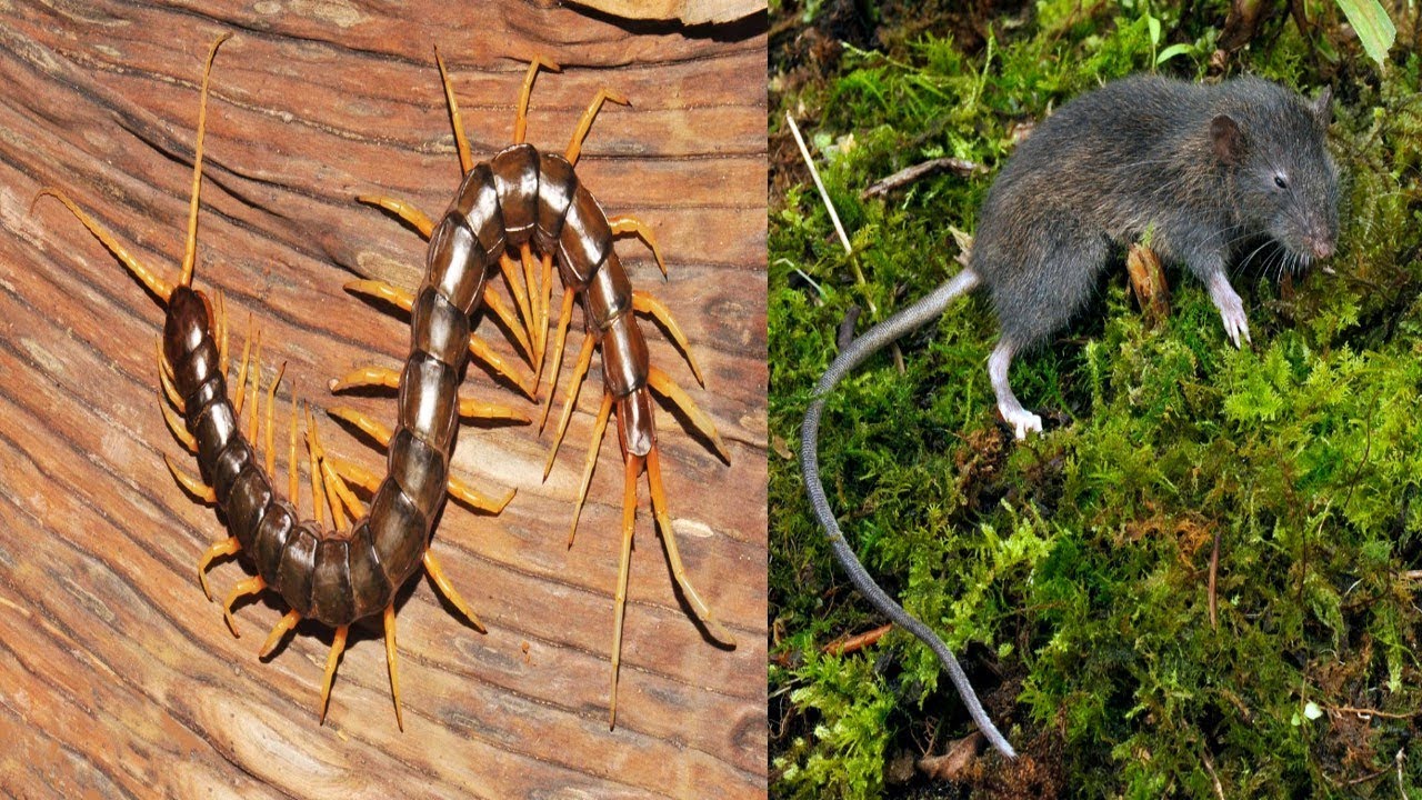 Top 10 Newly Discovered Animal Species - YouTube