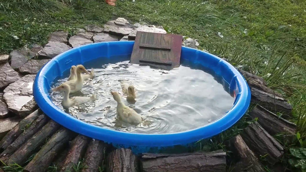 Ducklings first bath in a real ducking pool - YouTube