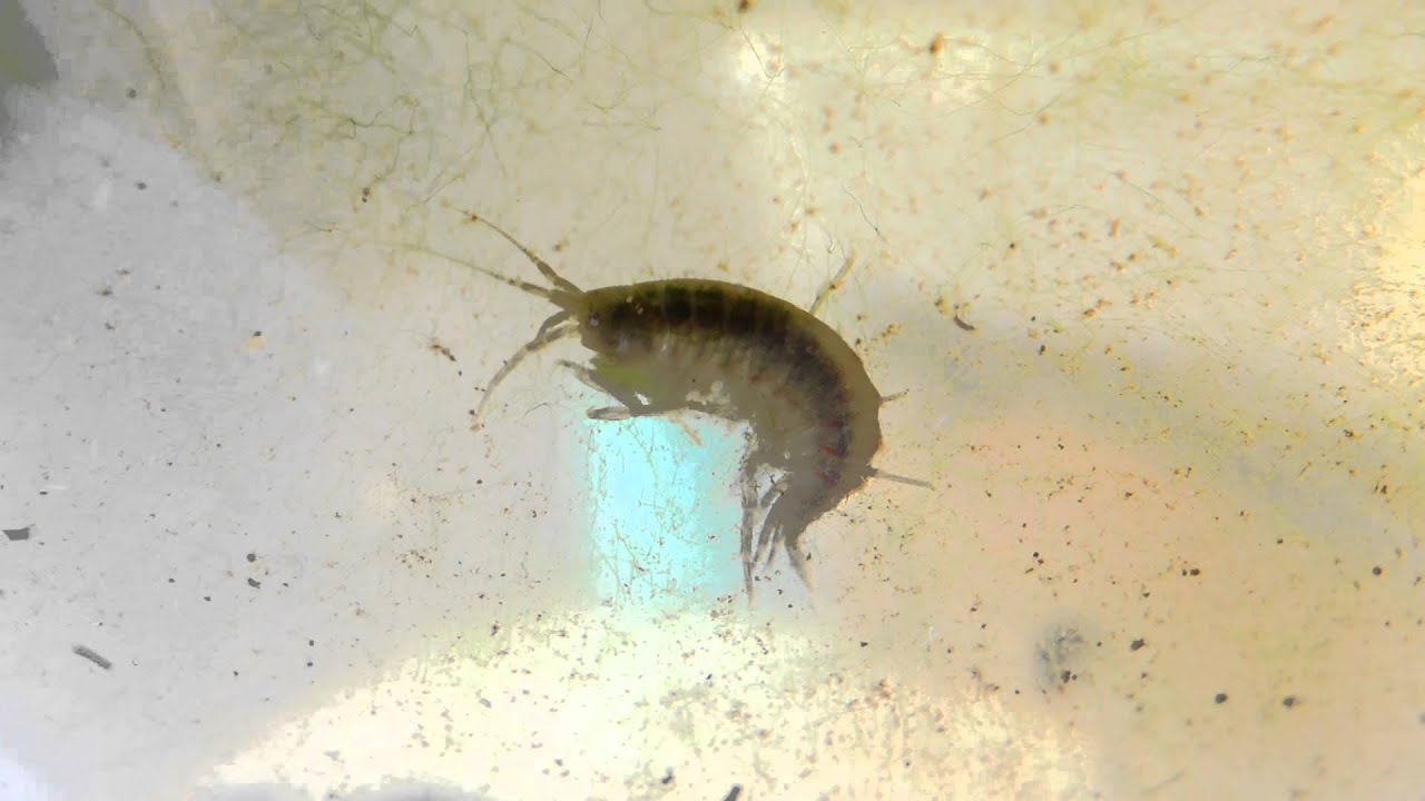 Gammarus - YouTube