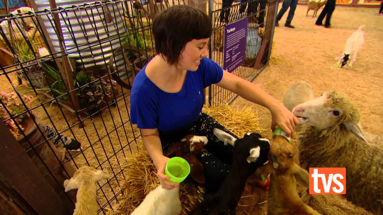 The Sunday Telegraph Animal Walk - YouTube