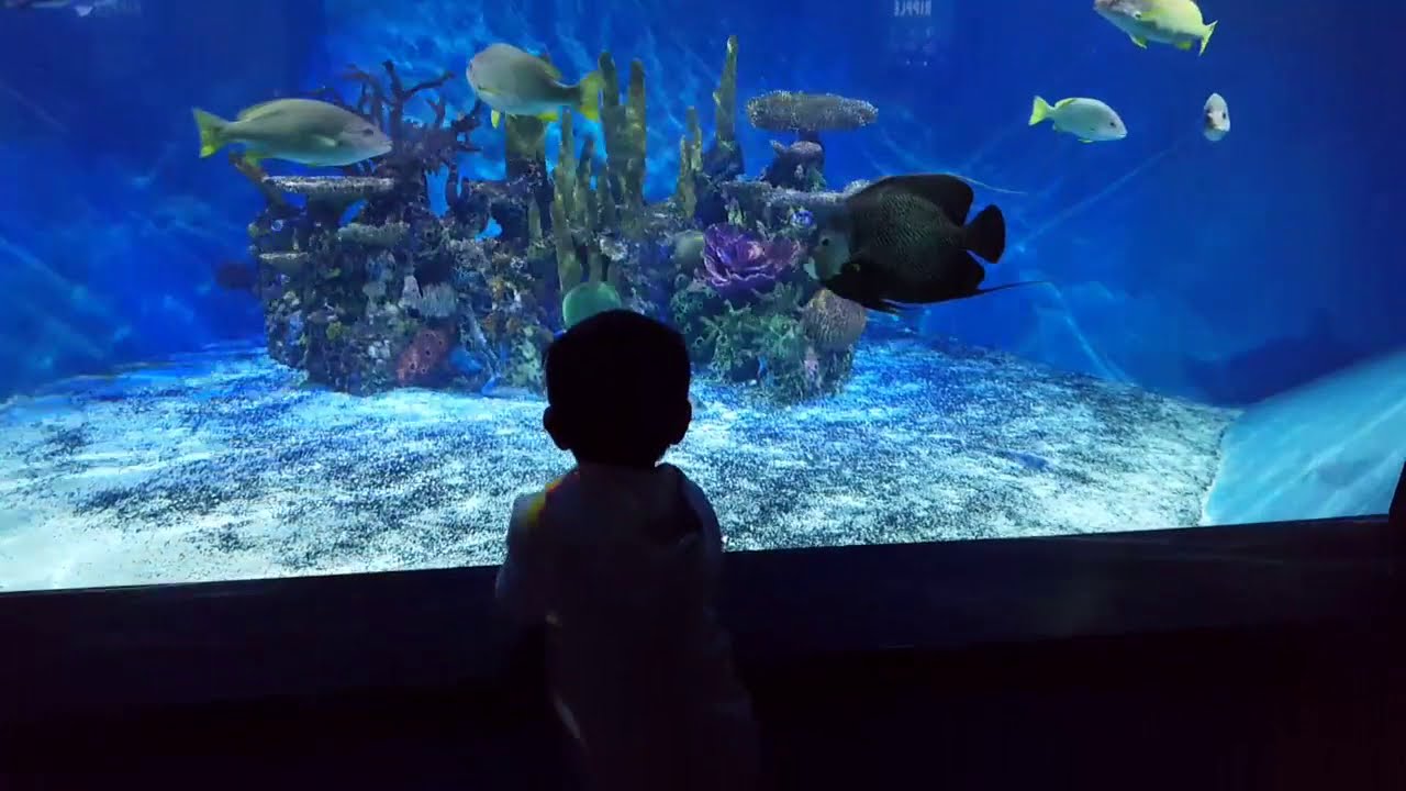 Aquarium of Niagara - checking out the reef sharks - YouTube