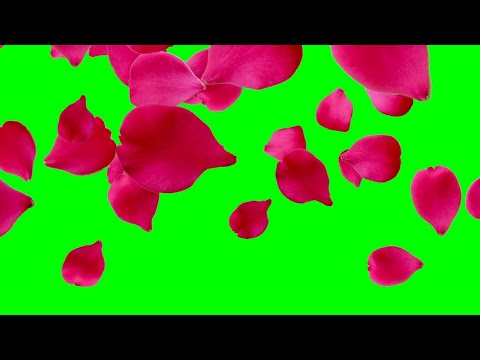 # green screen effect. # Rose flower. # HD flower effect. # free ...