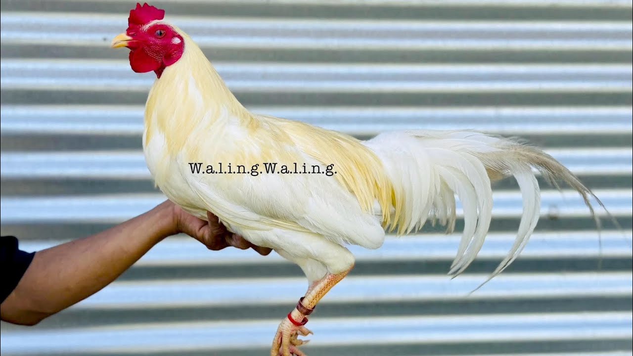 Waling Waling game farm@Aldrien Tv-vlog - YouTube