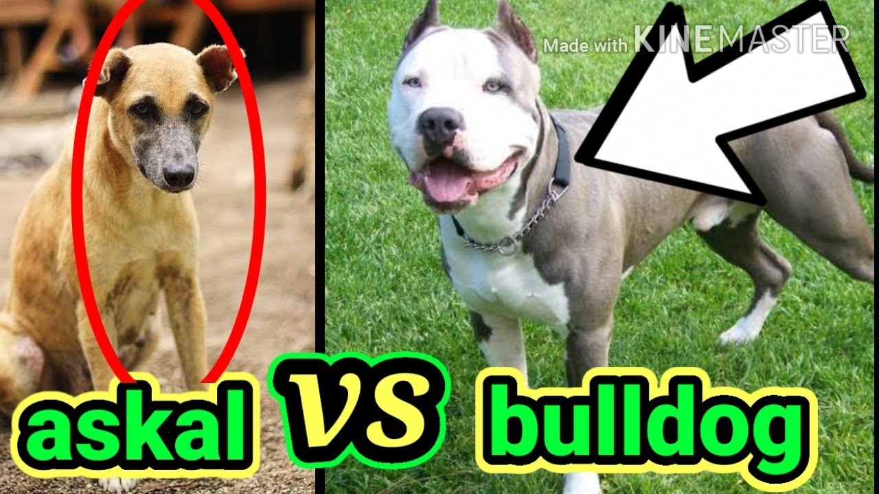 Bulldog kinawawa ang askal na aso. Di nakapag pigil si kuya. - YouTube