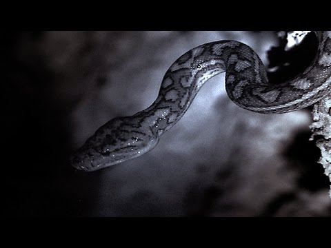 Snakes Hunt Bats in a Cave | Planet Earth | BBC Earth