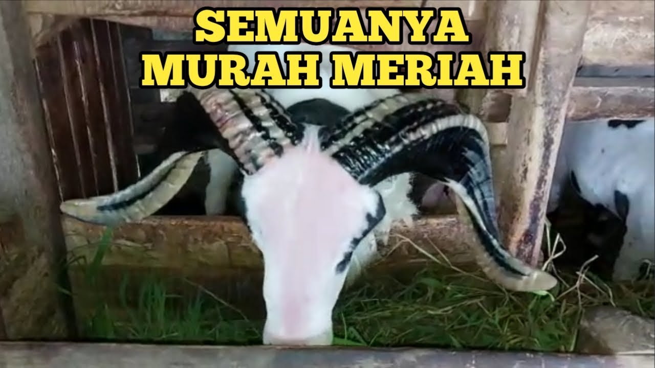 Update harga domba garut pamacek dan jajalon super - YouTube