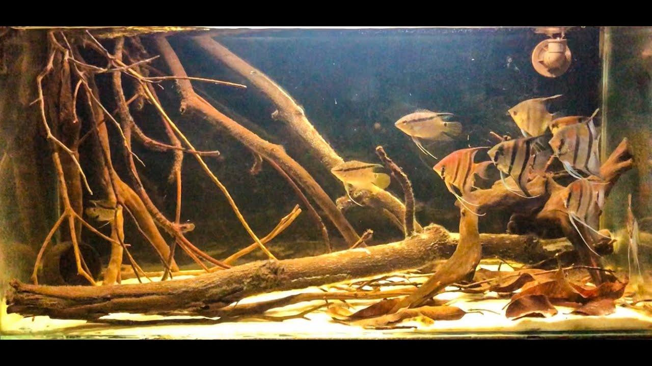 Aquário Biótopo Amazônico - YouTube