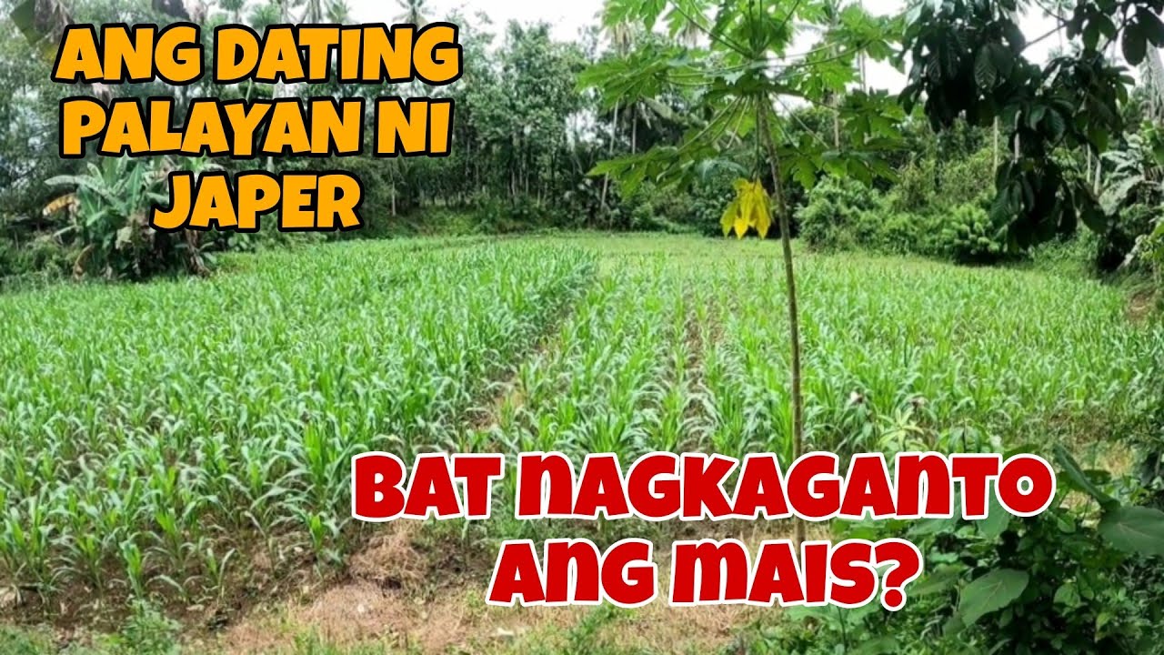 UPDATE SA DATING PALAYAN NI JAPER NA GINAWANG MAISAN. | - YouTube